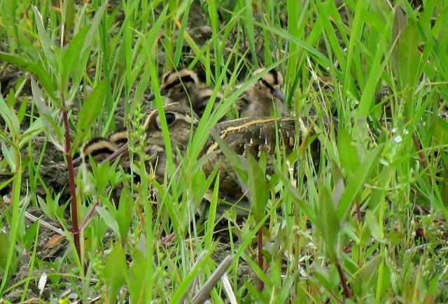 タマシギを撮りに: シニアの徒然なるままに